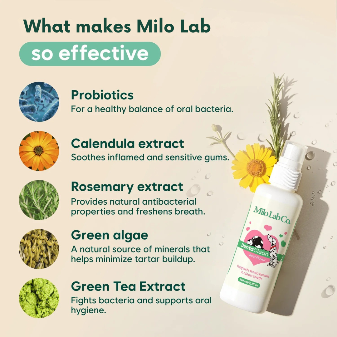 Milolabco™ Advanced Dental Spray – Milo Lab Co